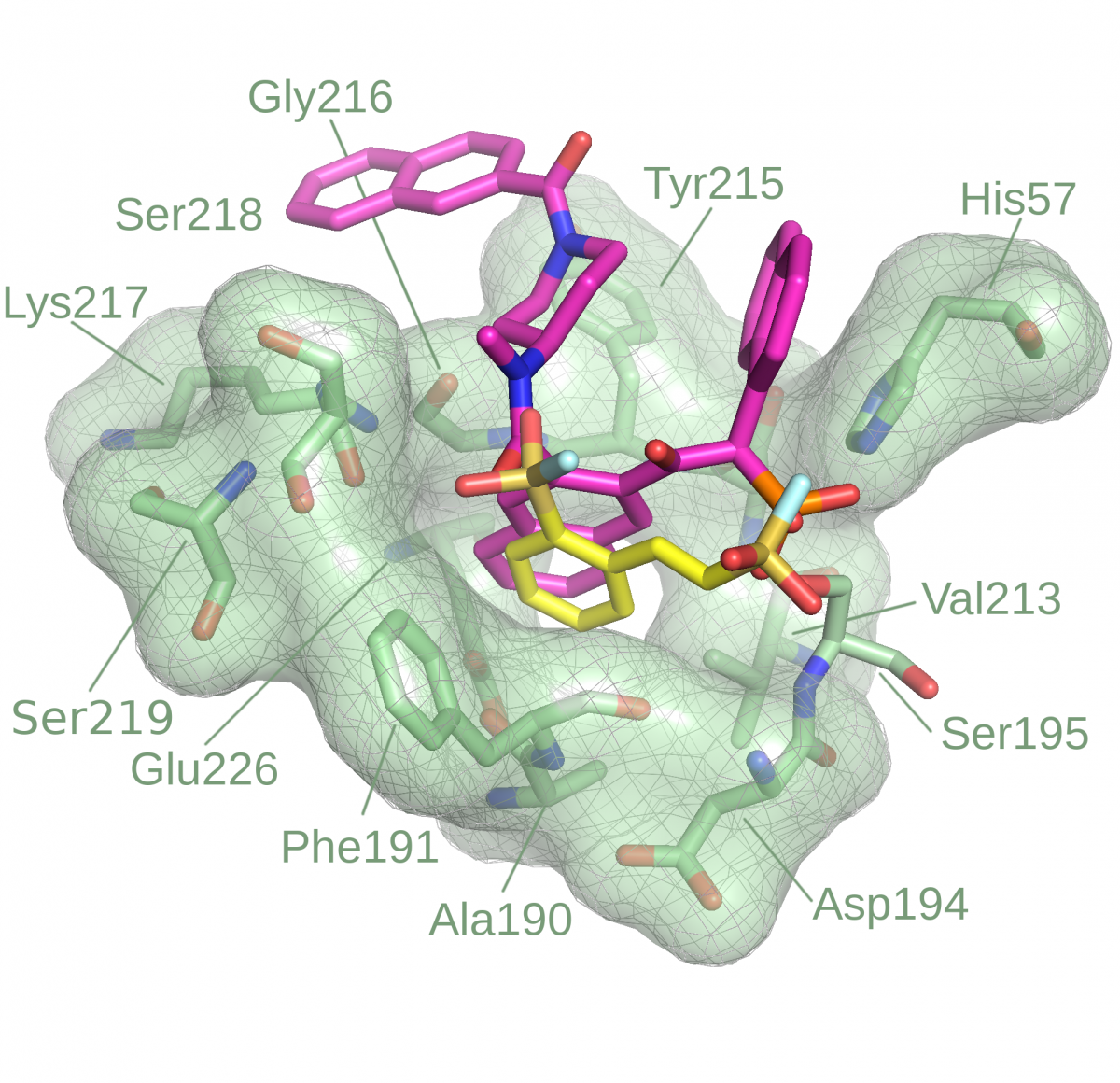 The Forli Lab – Molecular Modeling & Drug Discovery
